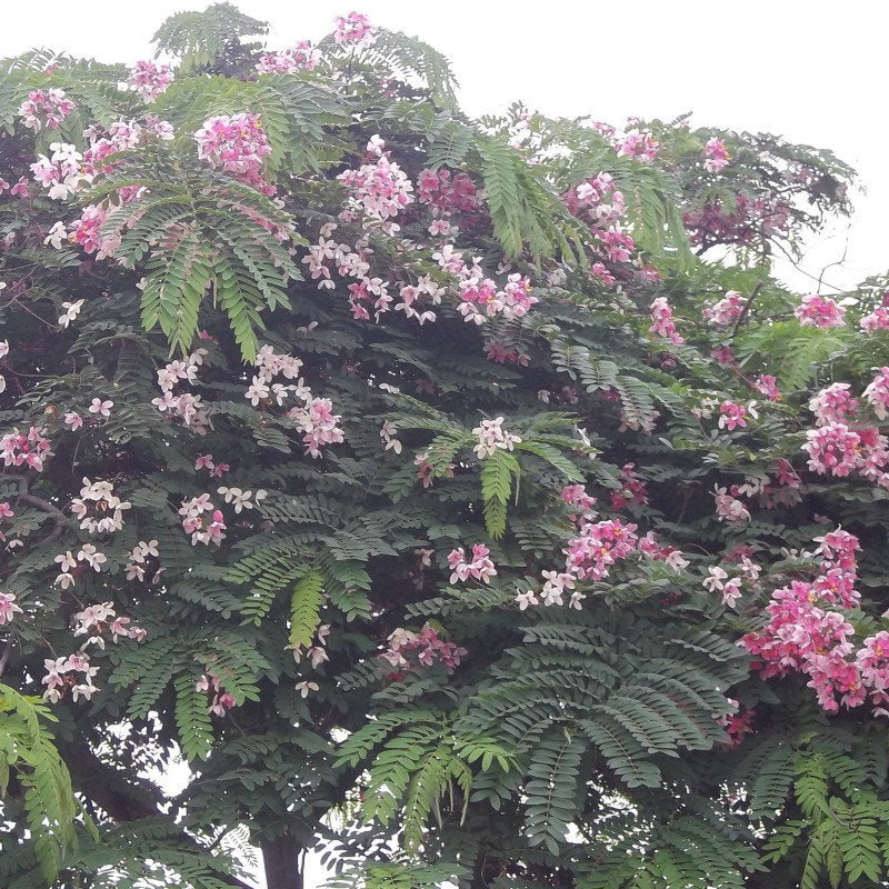 3 Graines de Cassia Reginera – NinaSeeds