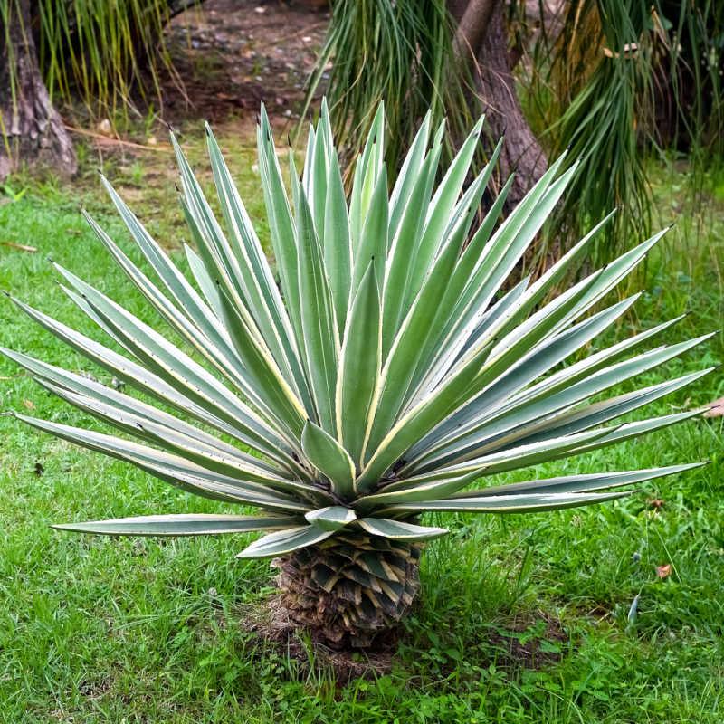 Graines de Agave Sisalana, Sisal – NinaSeeds