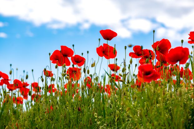 Fleurs – Page 9 – NinaSeeds