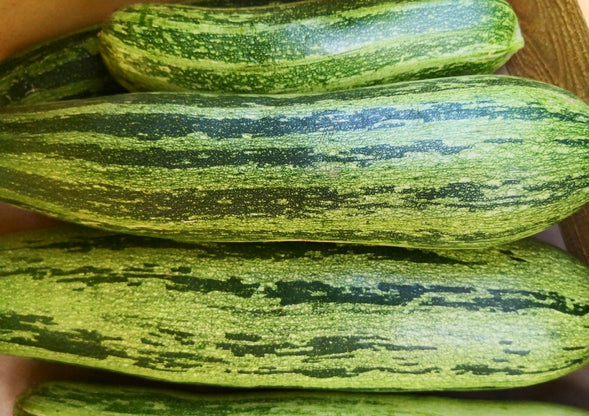 20 Graines de Courgette Nimba, Cucurbita Pepo – NinaSeeds