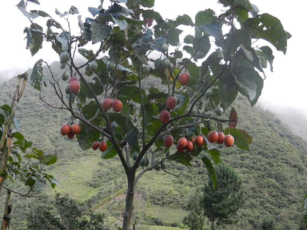 20 Graines de Tamarillo, Solanum Betaceum, tomate en arbre, prune du J ...