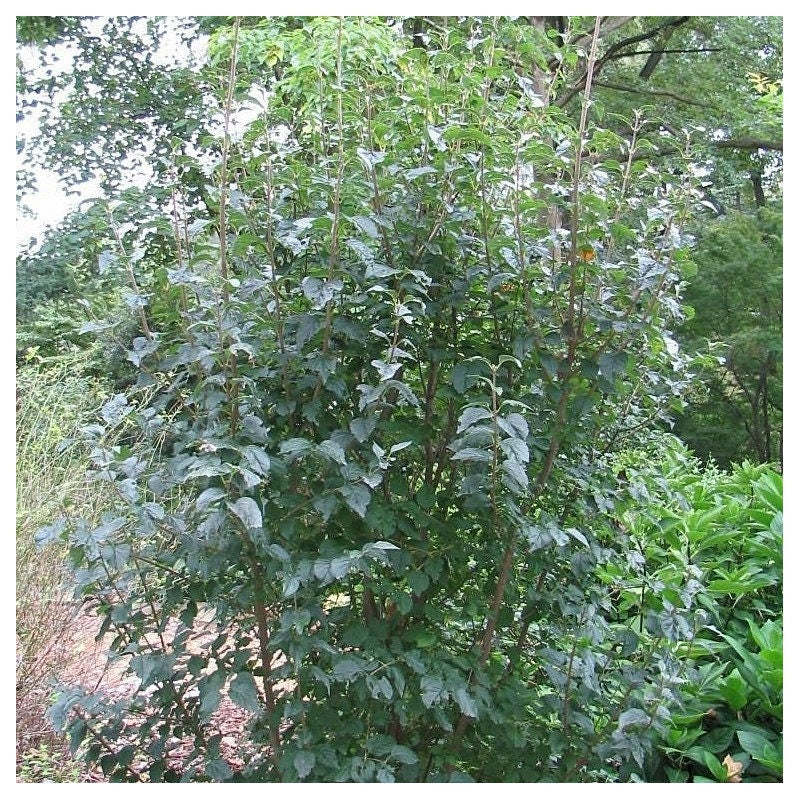 7 Graines de Lilas velu, Syringa villosa – NinaSeeds