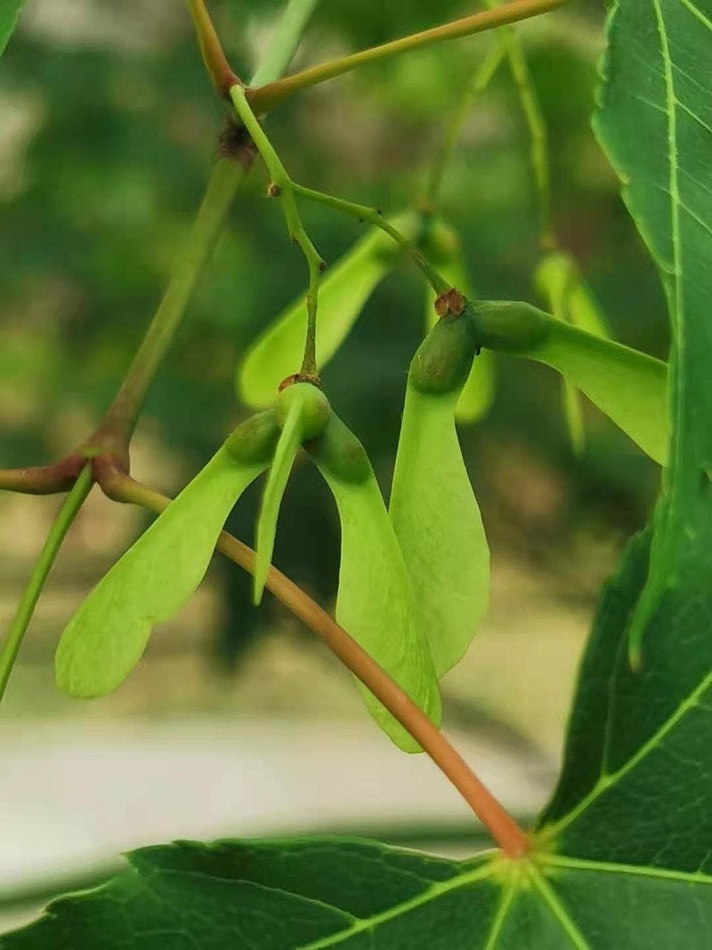 Graines Érable d'Oliver, Acer oliverianum – NinaSeeds