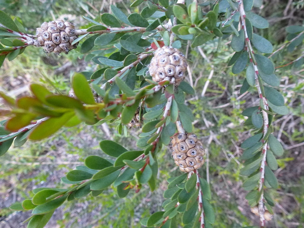 10 Graines Melaleuca nesophila, Melaleuca Rose – NinaSeeds
