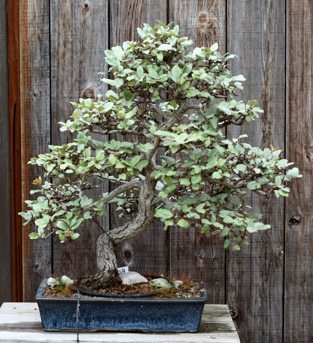 Plant de Chalef, Elaeagnus Ebbingei, Eleagnus de Ebbing, Racines Nues ...