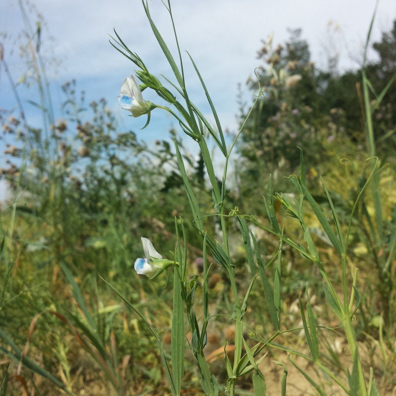 Graines de Lathyrus Sativus, Gesse fourragère, Gesse commune – NinaSeeds