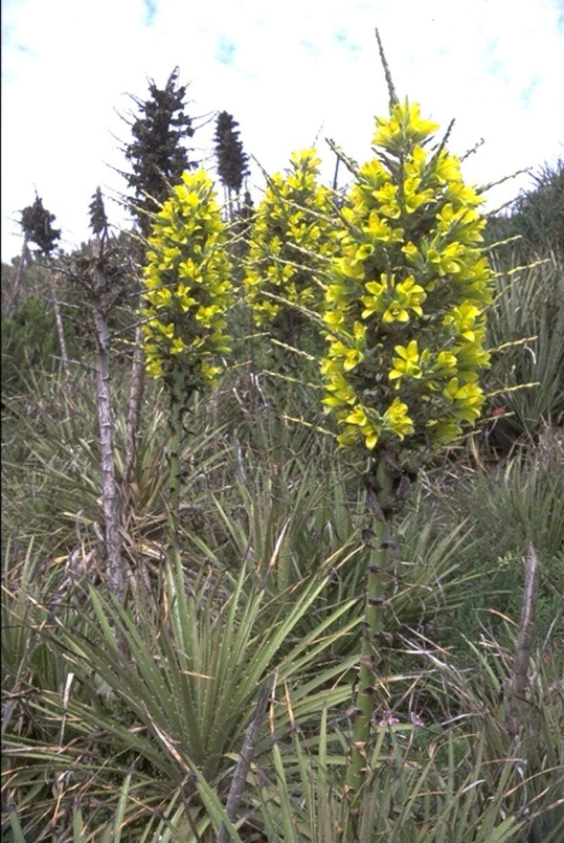 7 Graines de Puya Chilensis, Puya de Chili, Bromeliacée – NinaSeeds