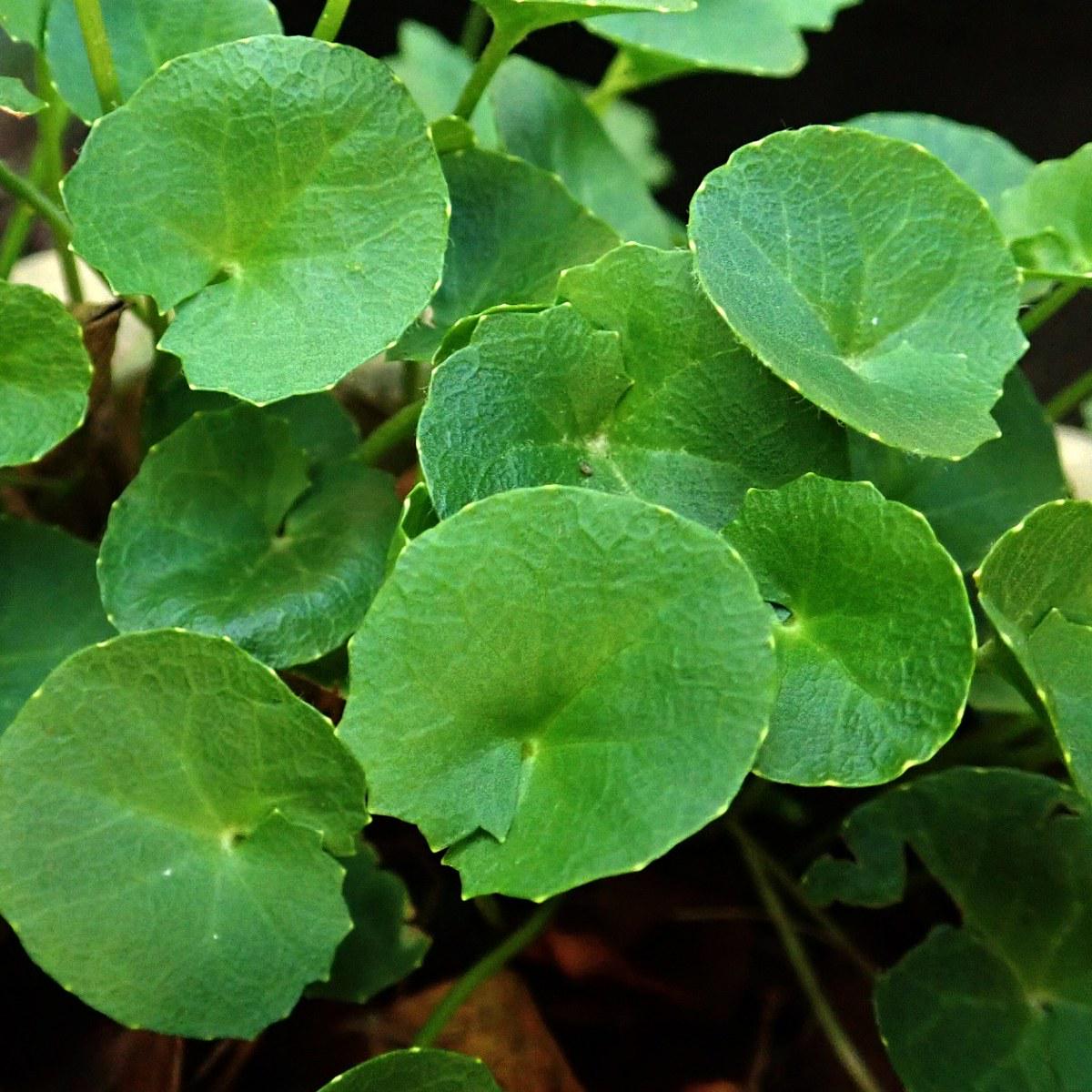 40 Graines Centella asiatica, Gotu Kola, Antanan, Pegaga, Brahmi, Plan ...