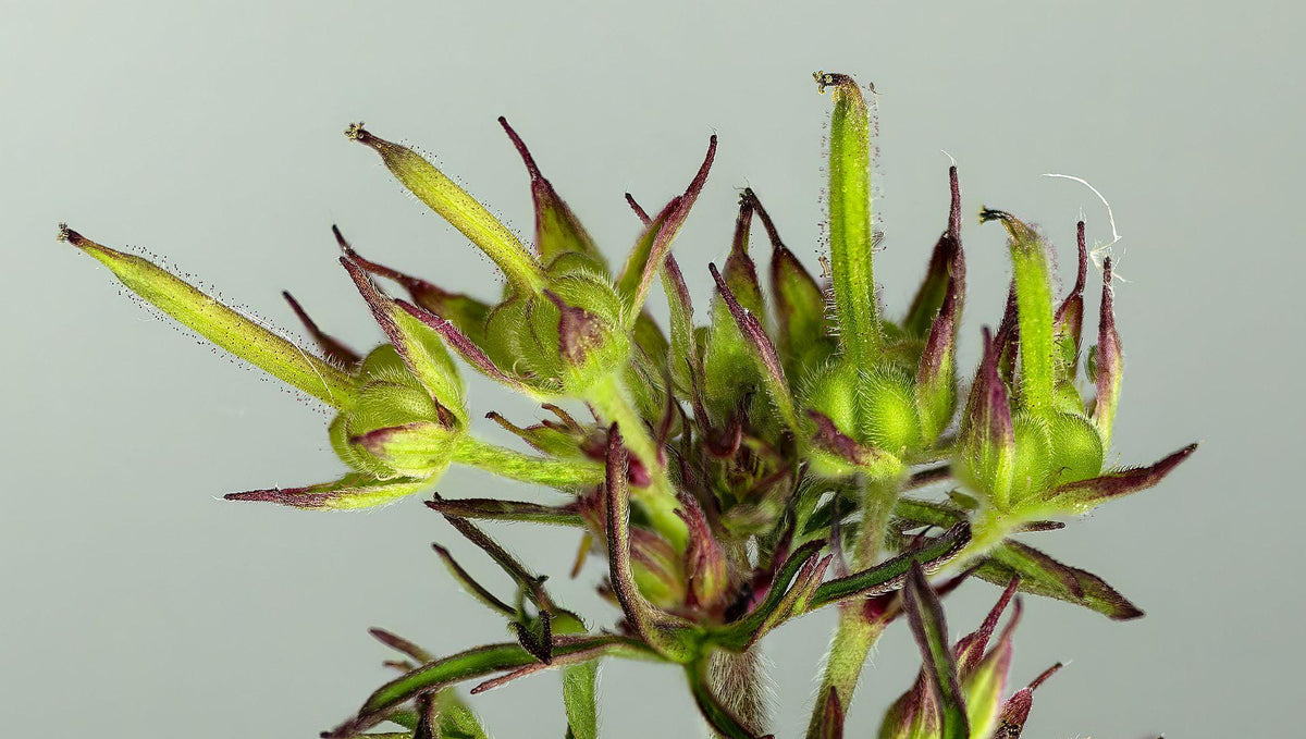10 Graines de Geranium dissectum, Géranium à feuilles découpées – NinaSeeds