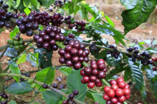 Graines Coffea arabica "Himalaya", Caféier arabica – NinaSeeds