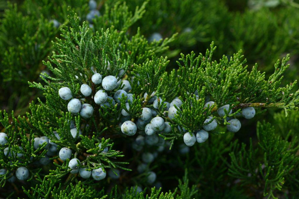 Graines de Juniperus Sabina, Genévrier Sabine, Sabinier – NinaSeeds