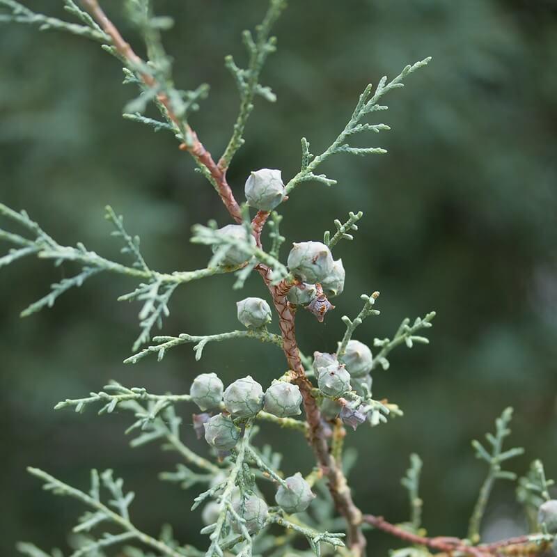 5 Graines de Cyprès de l'Arizona, Cupressus arizonica, Cyprès Bleu ...