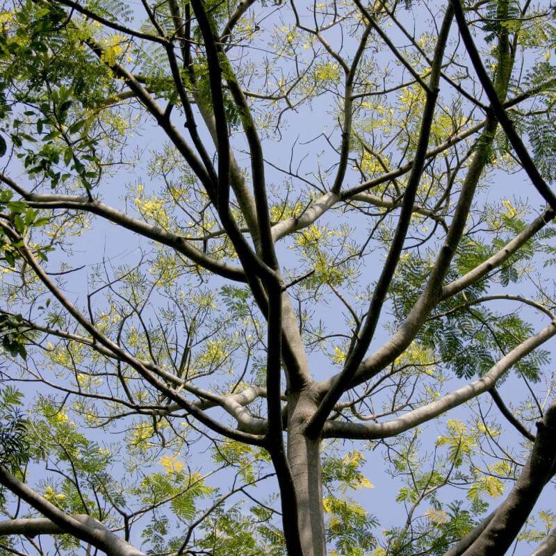 Acrocarpus fraxinifolius seeds, Mundani – NinaSeeds