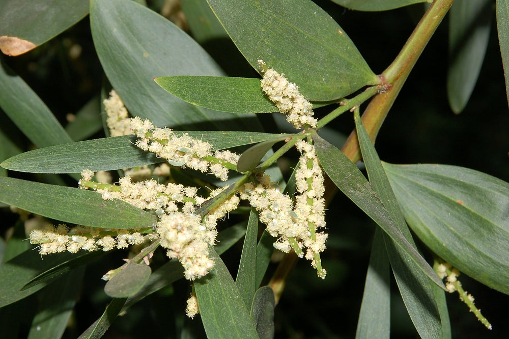 Graines de Mimosa Doré, Acacia Longifolia – NinaSeeds