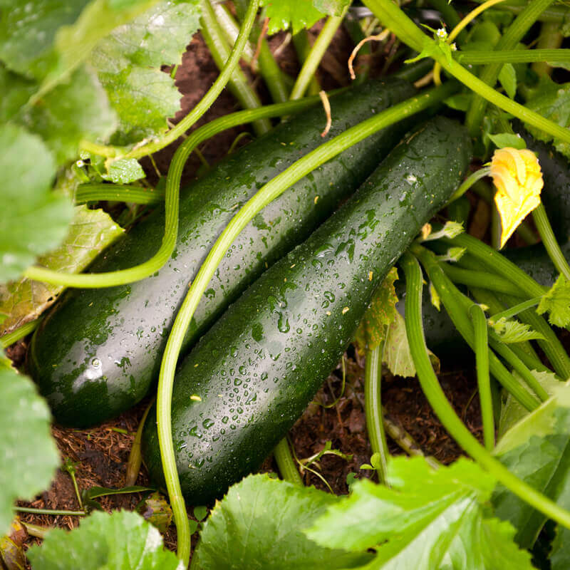 20 Graines de Courgette Black Beauty, Cucurbita Pepo – NinaSeeds