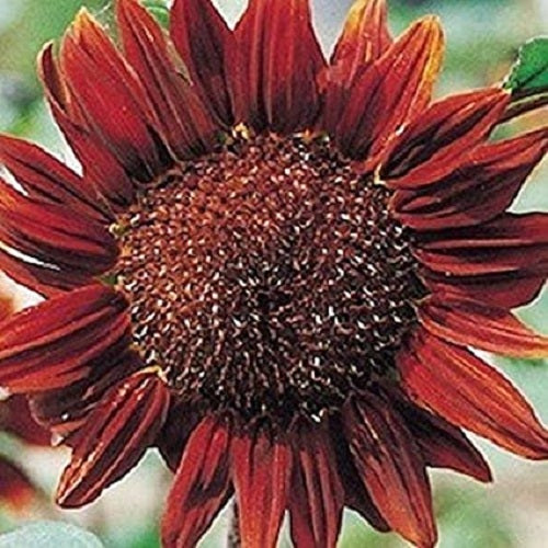 Chocolate Sunflower Seeds, Helianthus Annuus Chocolate – NinaSeeds