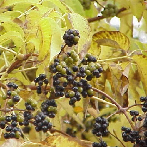 Graines Phellodendron amurense x japonica – NinaSeeds