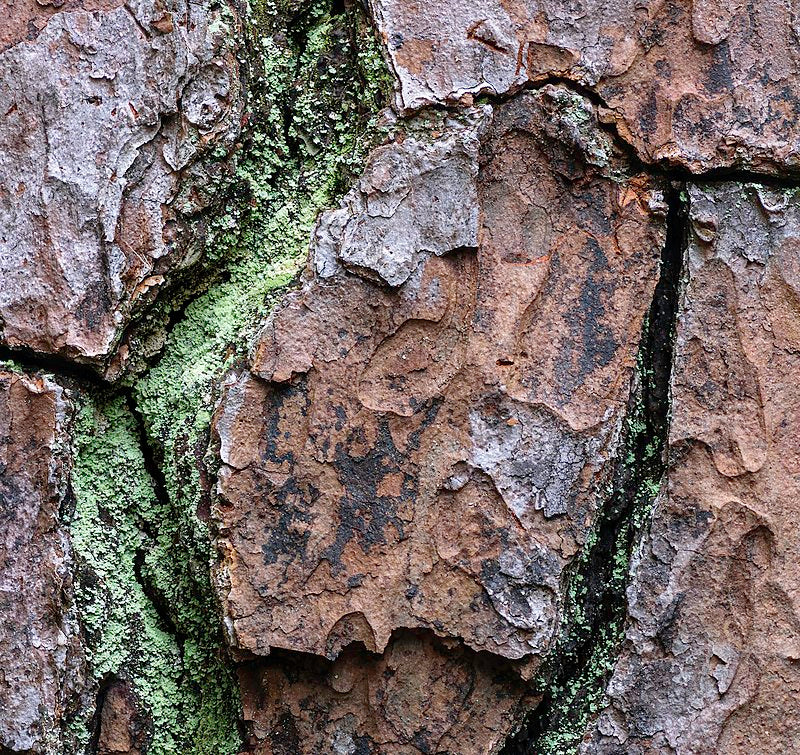 Seeds of Pinus taeda, Taeda pine, Loblolly pine, Torch pine – NinaSeeds