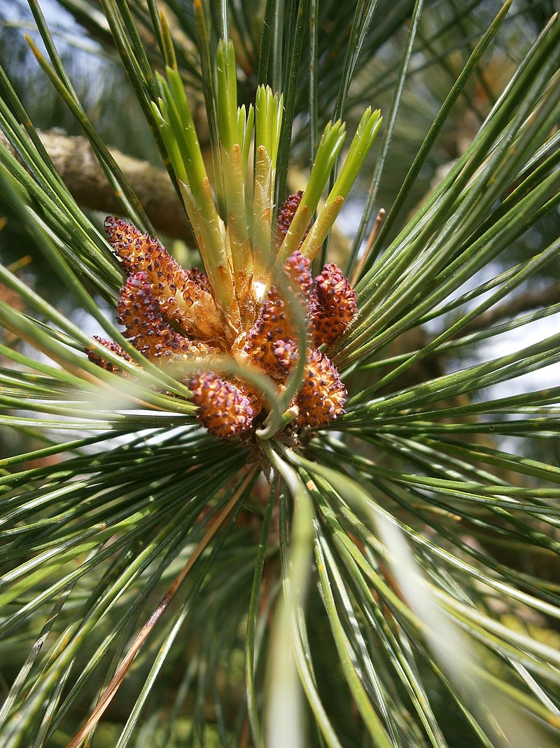 Graines de Pin des Alpes, Pinus cembra, Arolle, Pin cembro – NinaSeeds