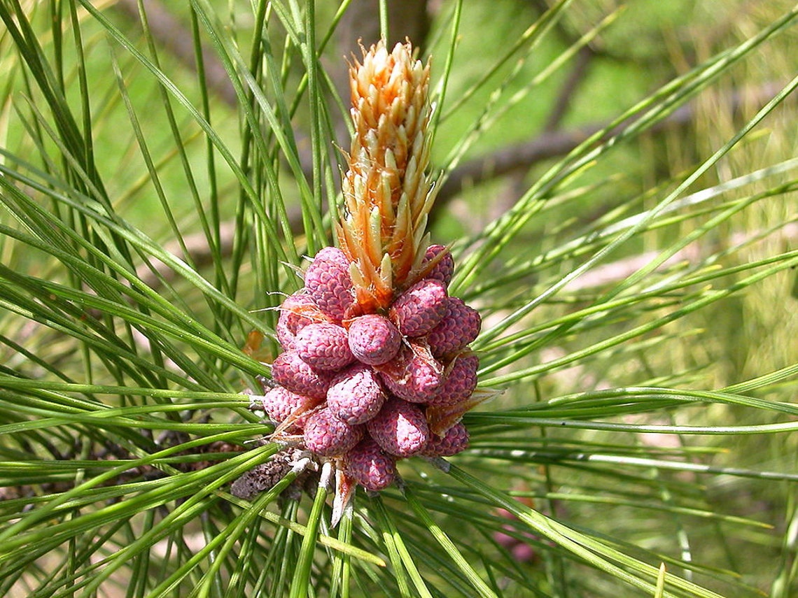 Graines de Pin rouge, Pinus Resinosa, Pin Résineux, Pin de Norvège ...