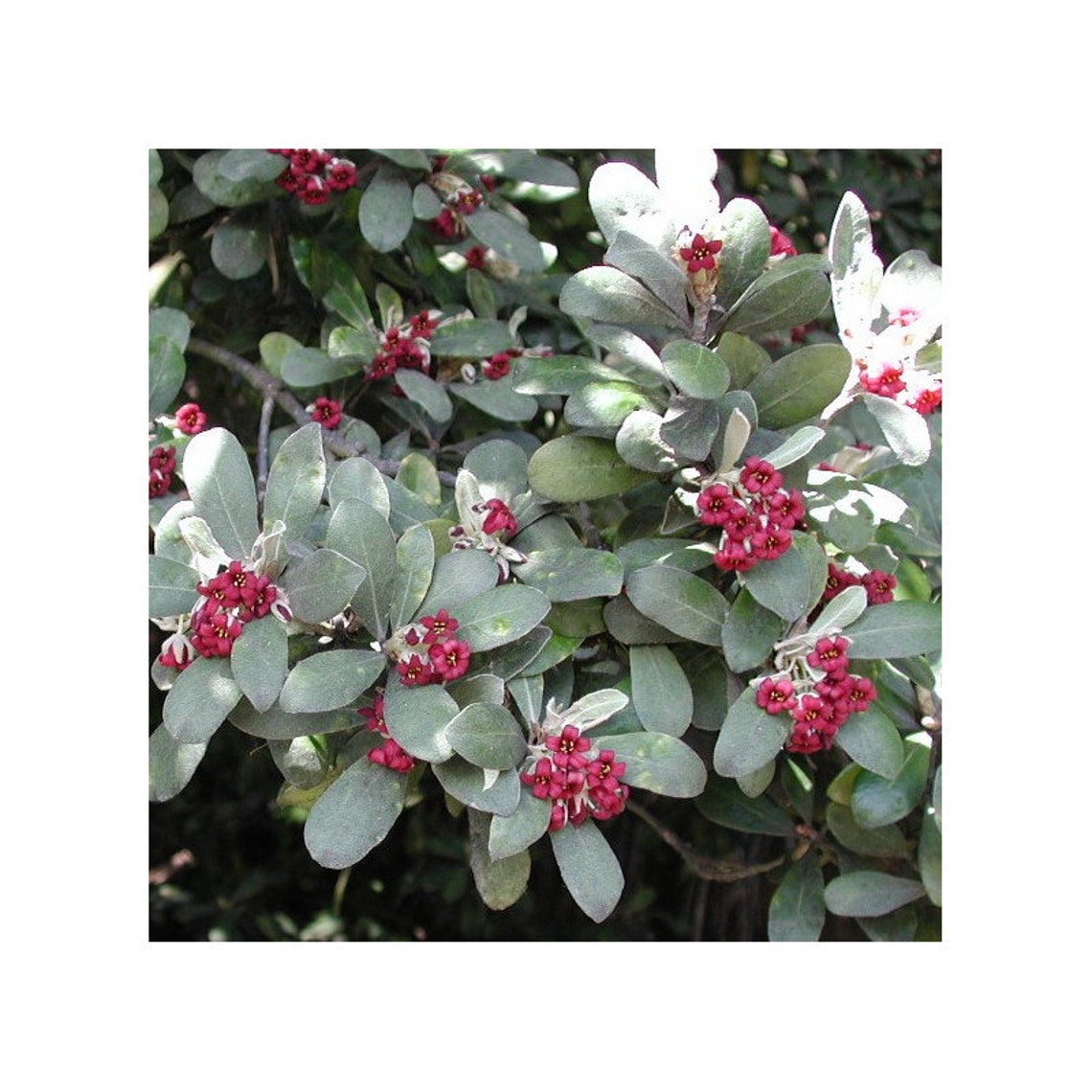 Graines de Karo, Pittosporum crassifolium – NinaSeeds