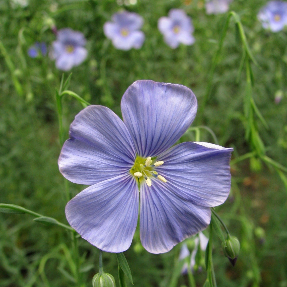 Perennial flax seeds, Linum perenne 'nanum blue sapphire' – NinaSeeds