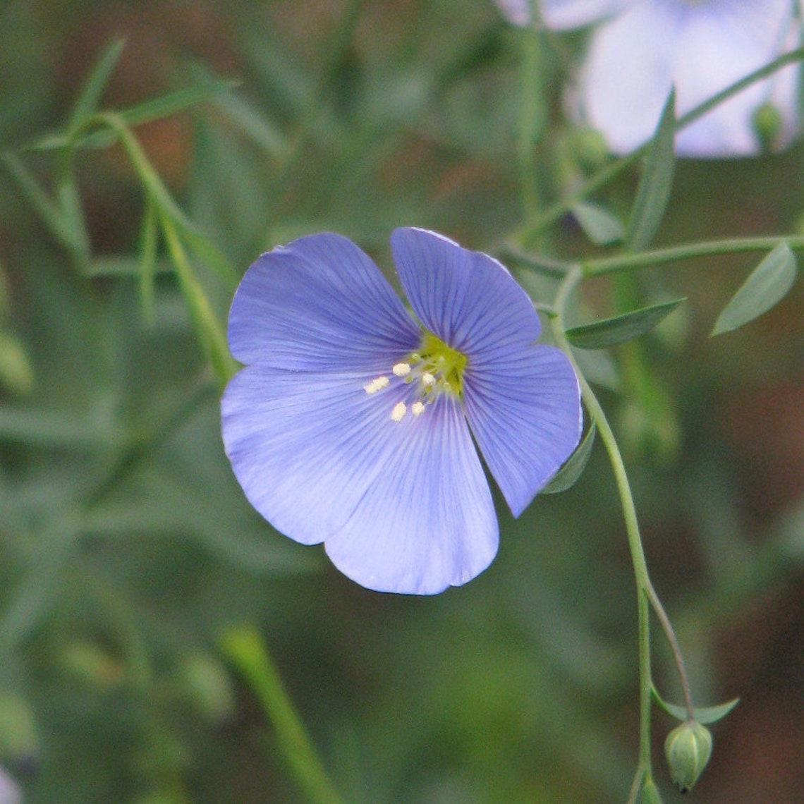 Perennial flax seeds, Linum perenne 'nanum blue sapphire' – NinaSeeds