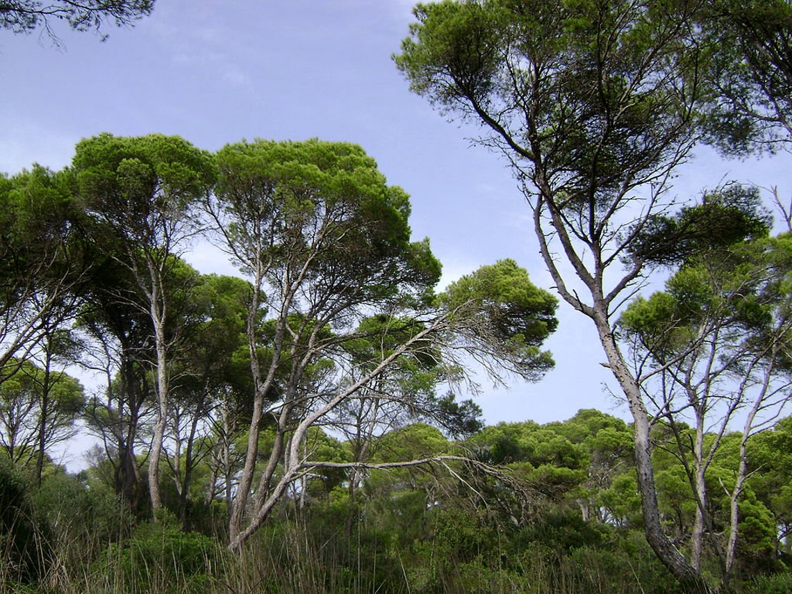 Graines de Pin blanc de Provence, Pin d'Alep, Pinus halepensis – NinaSeeds